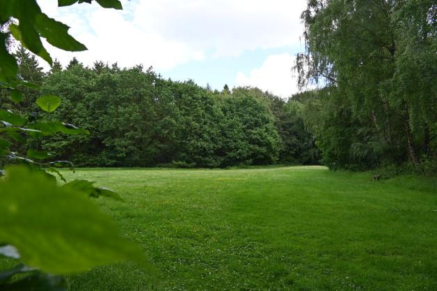 Therapiepferde auf Schulhof? Dammer Politik sagt Nein