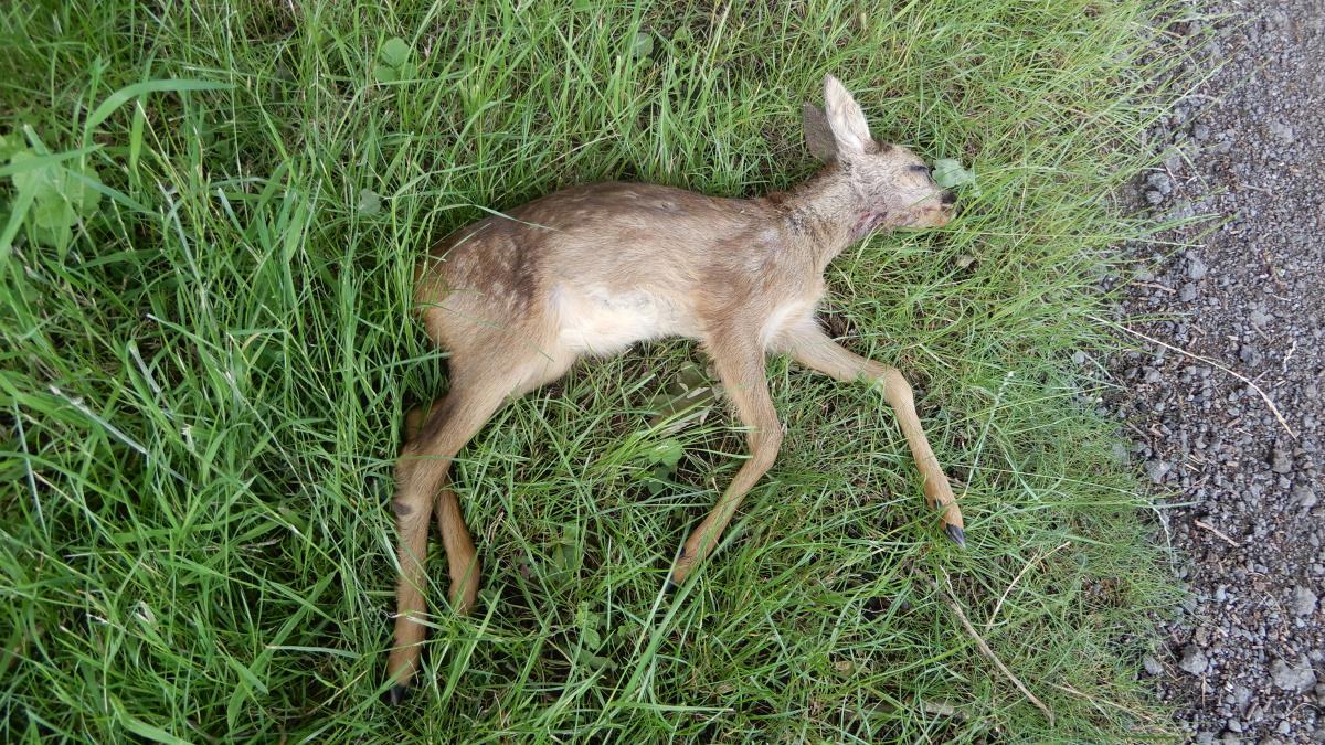 Totes Reh in Osnabrück-Hellern: Hundeattacke trotz Leinenpflicht